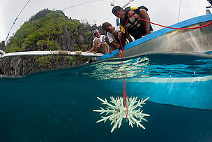 Shaping the Coral Triangle | WWF