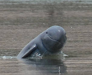 Conserving the Mighty Mekong River | WWF