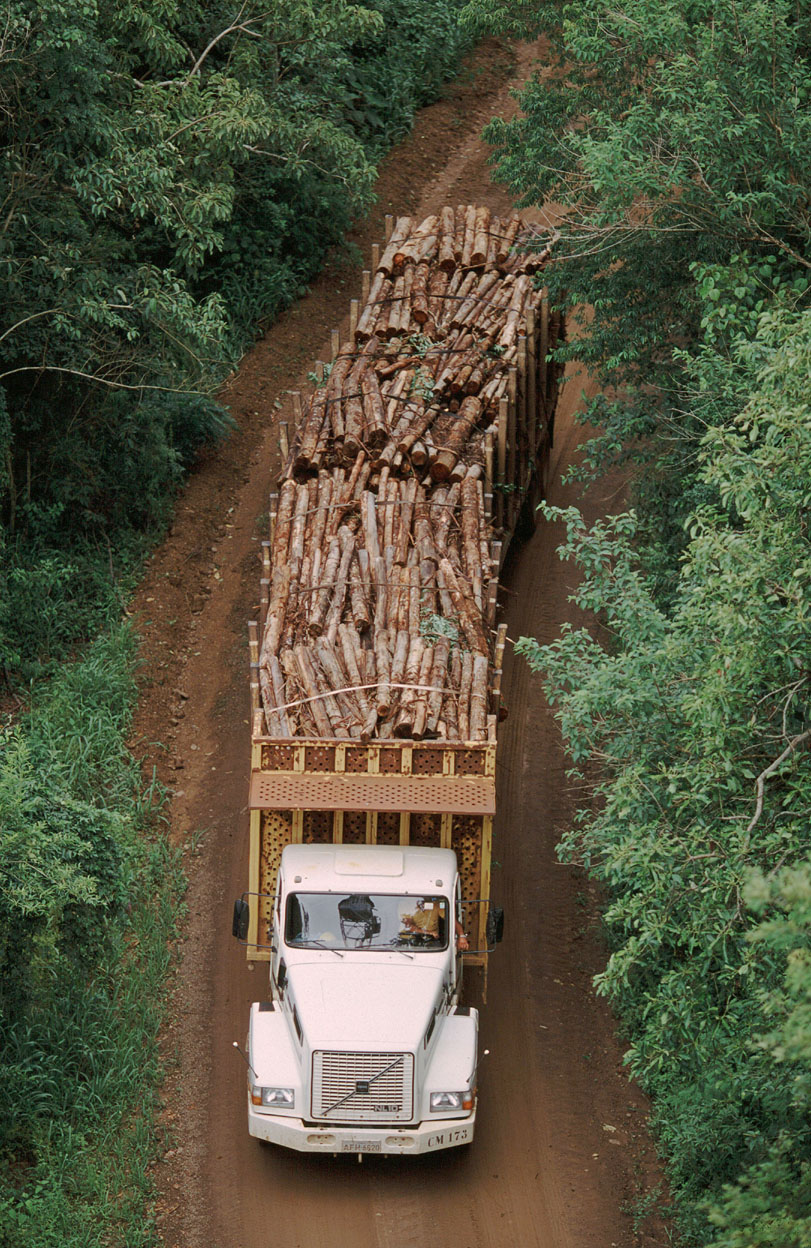 Industry and NGOs urge EU to ban illegal timber | WWF