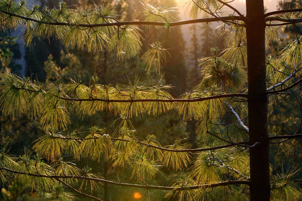 WWF-Pakistan welcomes PM's commitment to address environmental ...