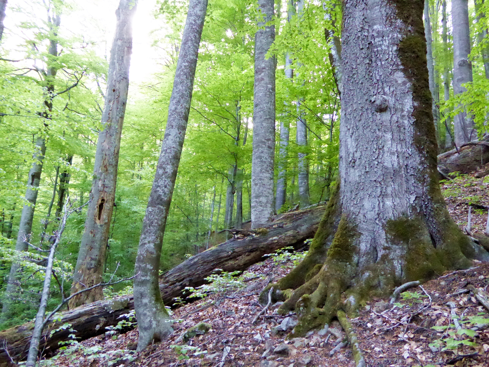 More virgin forests protected in Romania | WWF