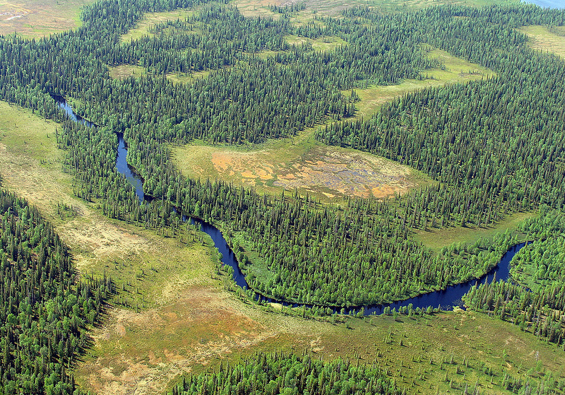 Earth Hour Seeks Law Reform For Protective Forests In Russia | WWF
