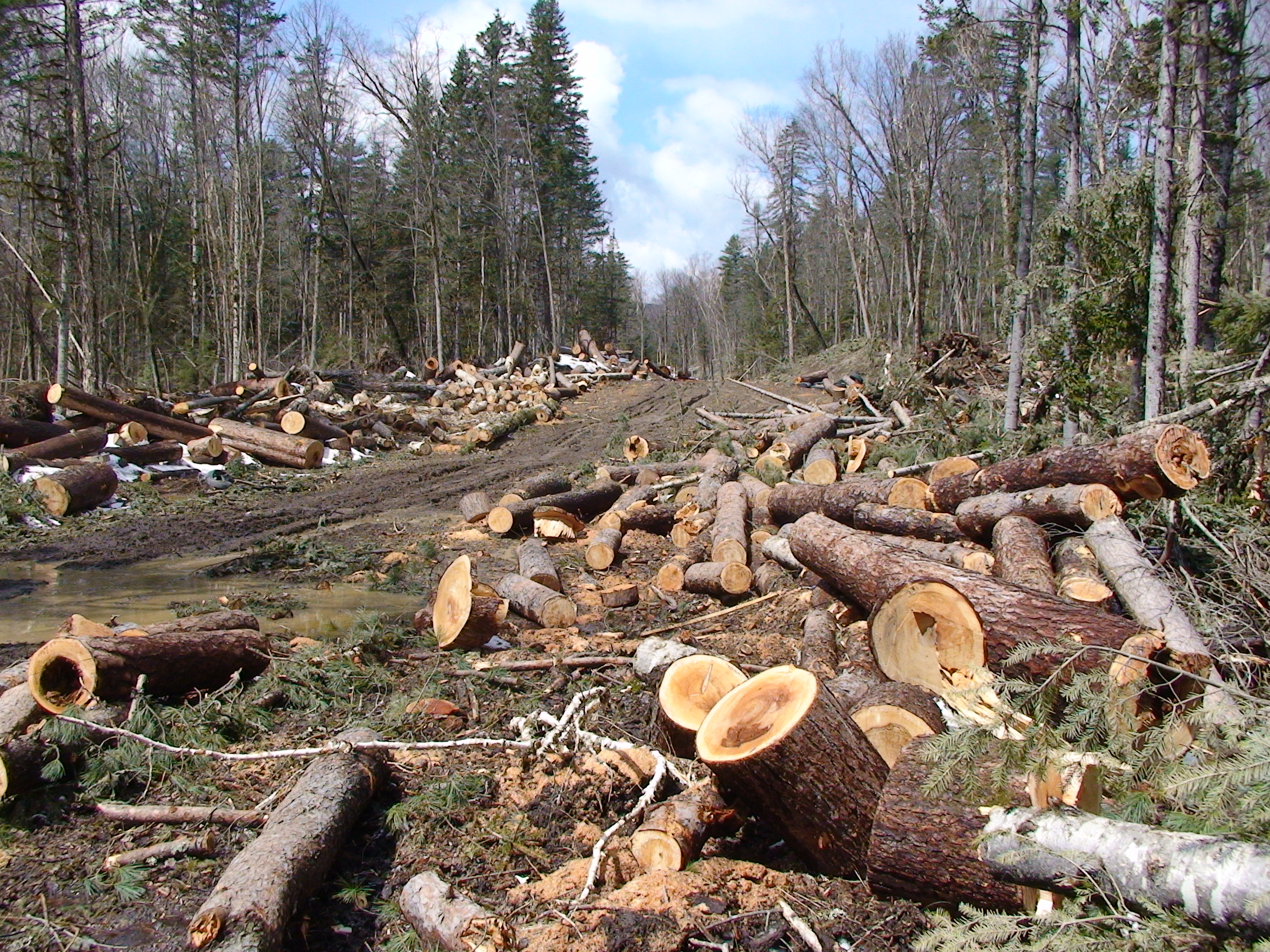 Russian forests and tigers left floored by illegal logging | WWF