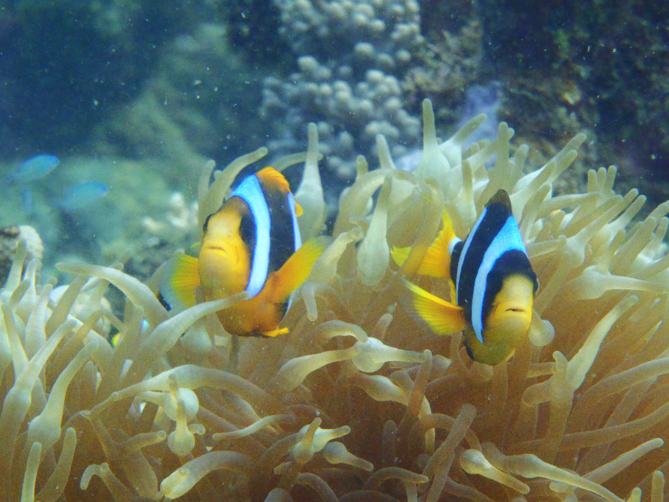 Importance of the marine biodiversity of the Western Indian Ocean | WWF