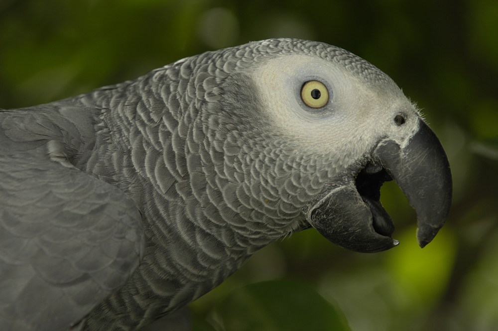 Total ban in trade in wild African Grey Parrots | WWF
