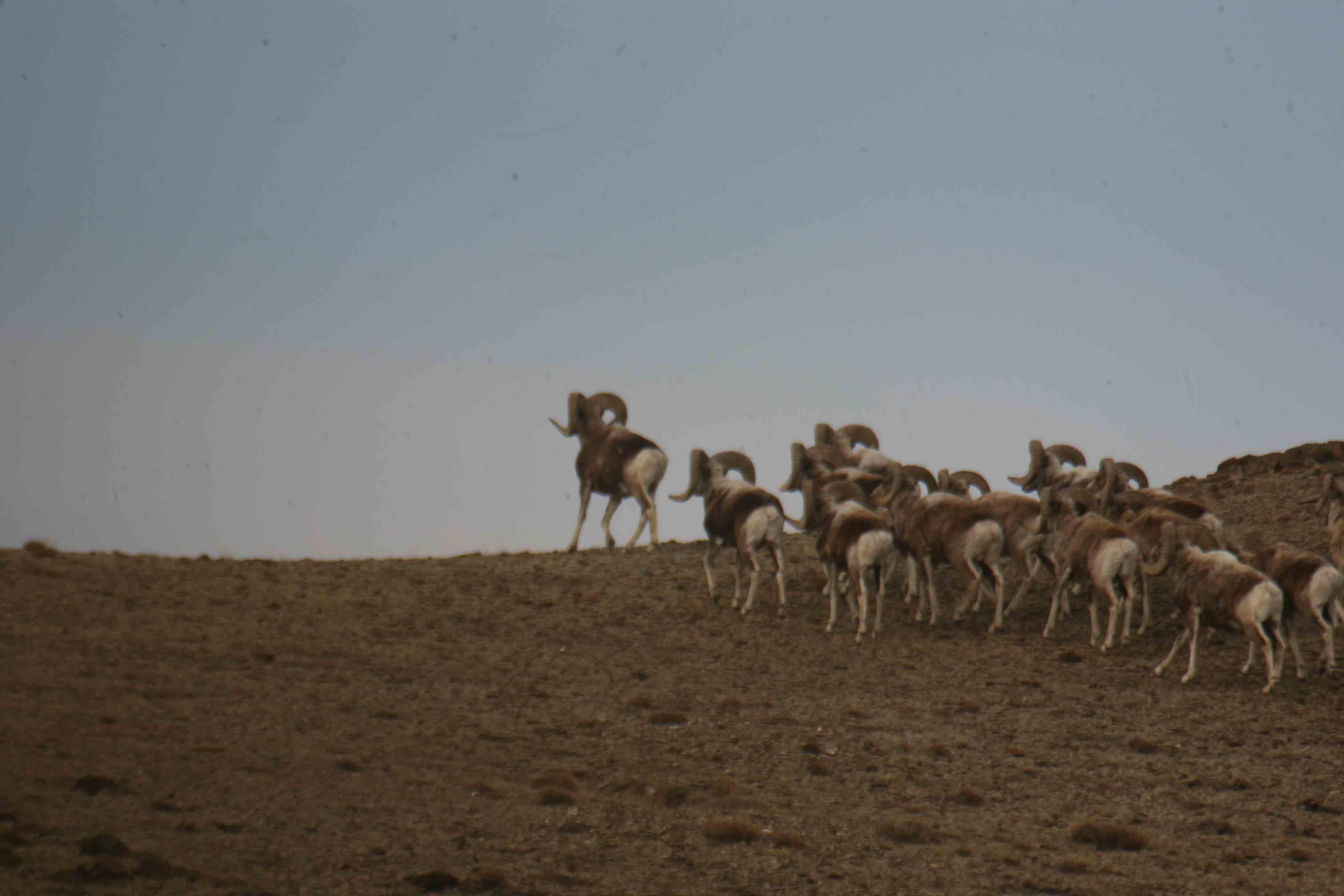 Volunteer rangers will carry out Argali sheep studies and observations ...