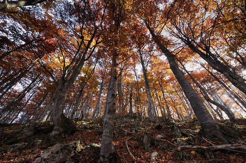 Temperate forests: wildernesses worth protecting | WWF