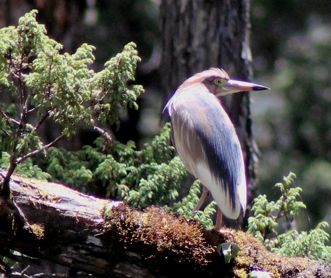 Chinese Pond Heron sighted near Singye Dzong | WWF