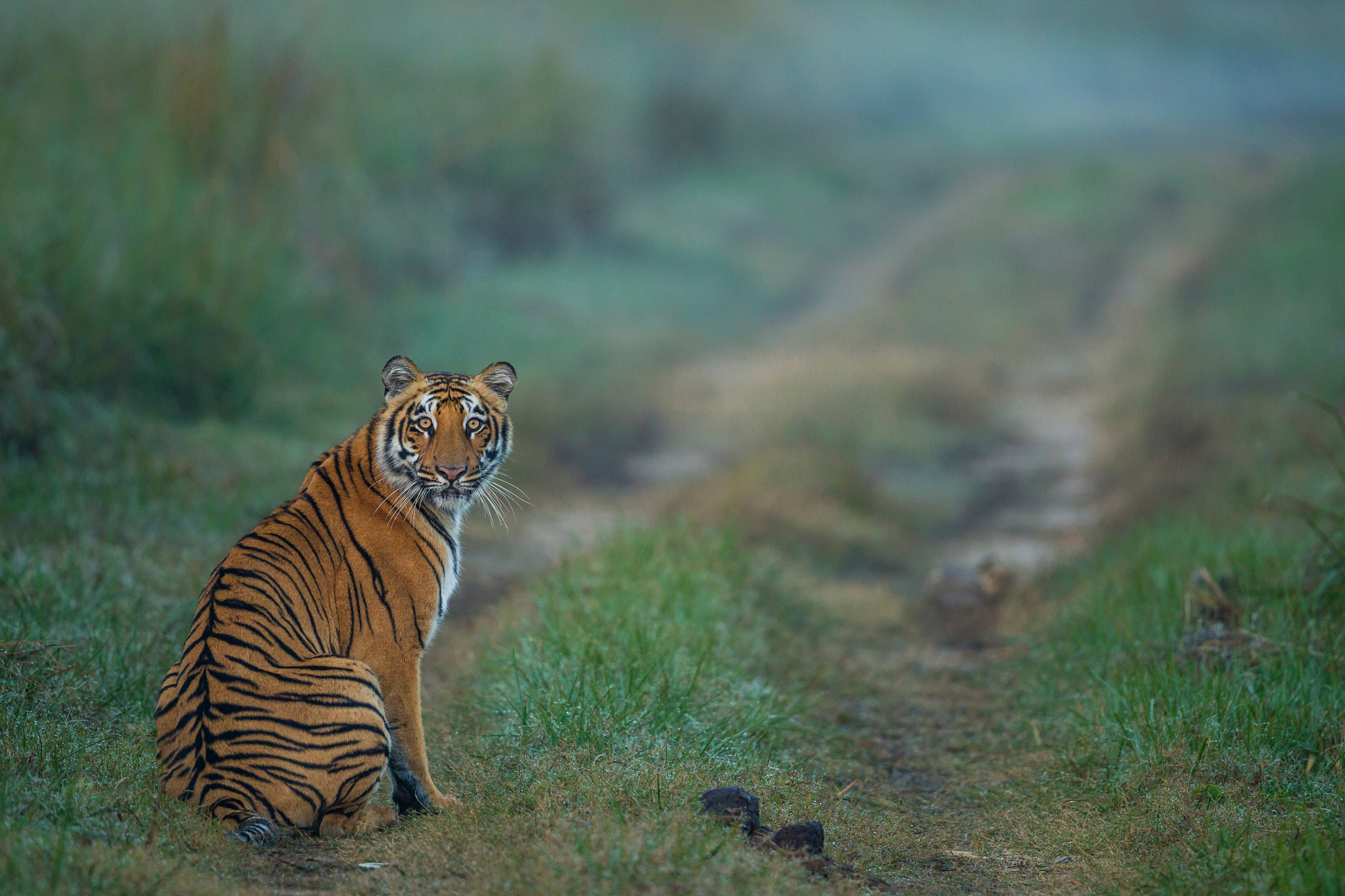 10 впечатляващи факта за тигрите | WWF