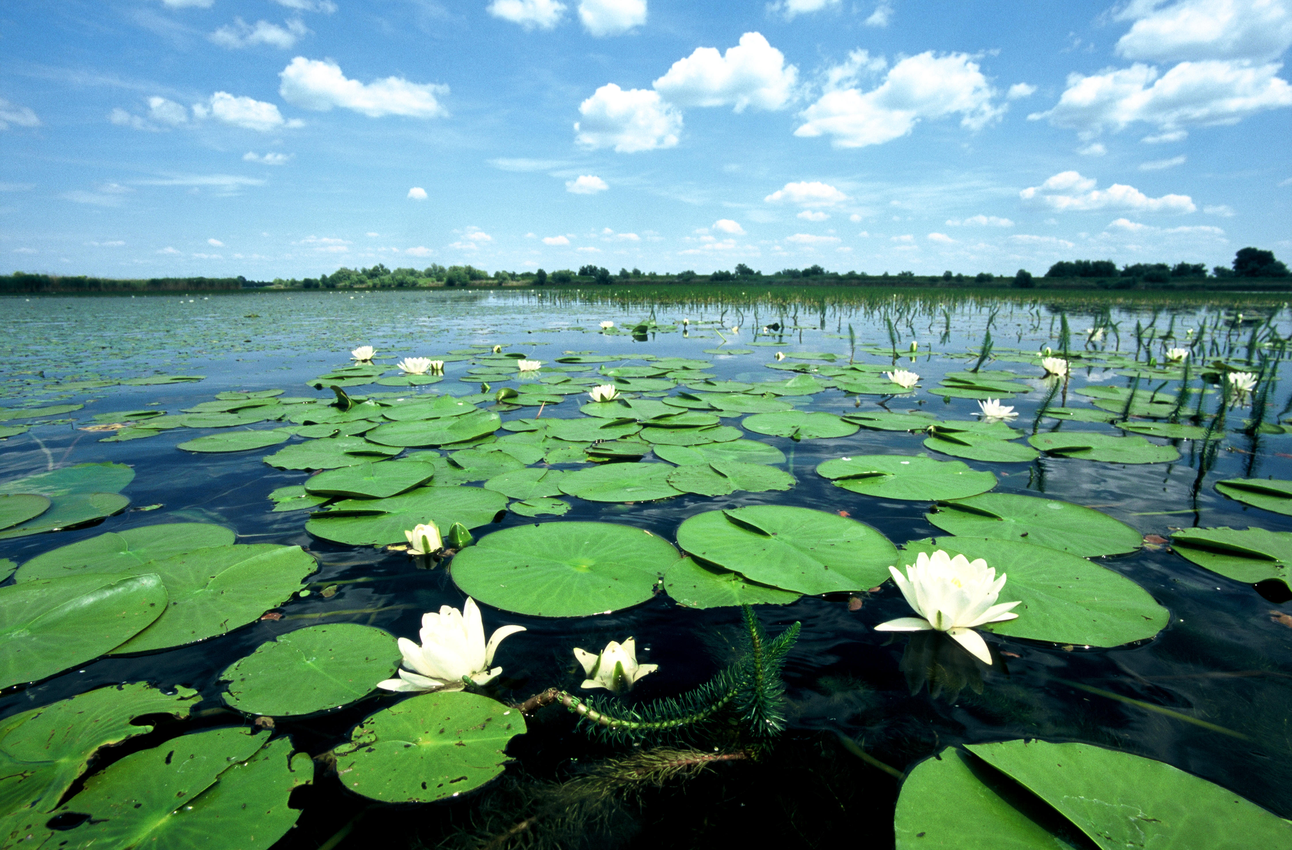 World’s first five country protected area to conserve “Europe’s Amazon ...