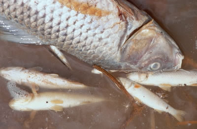Environmental concerns mount over toxic spill in China | WWF