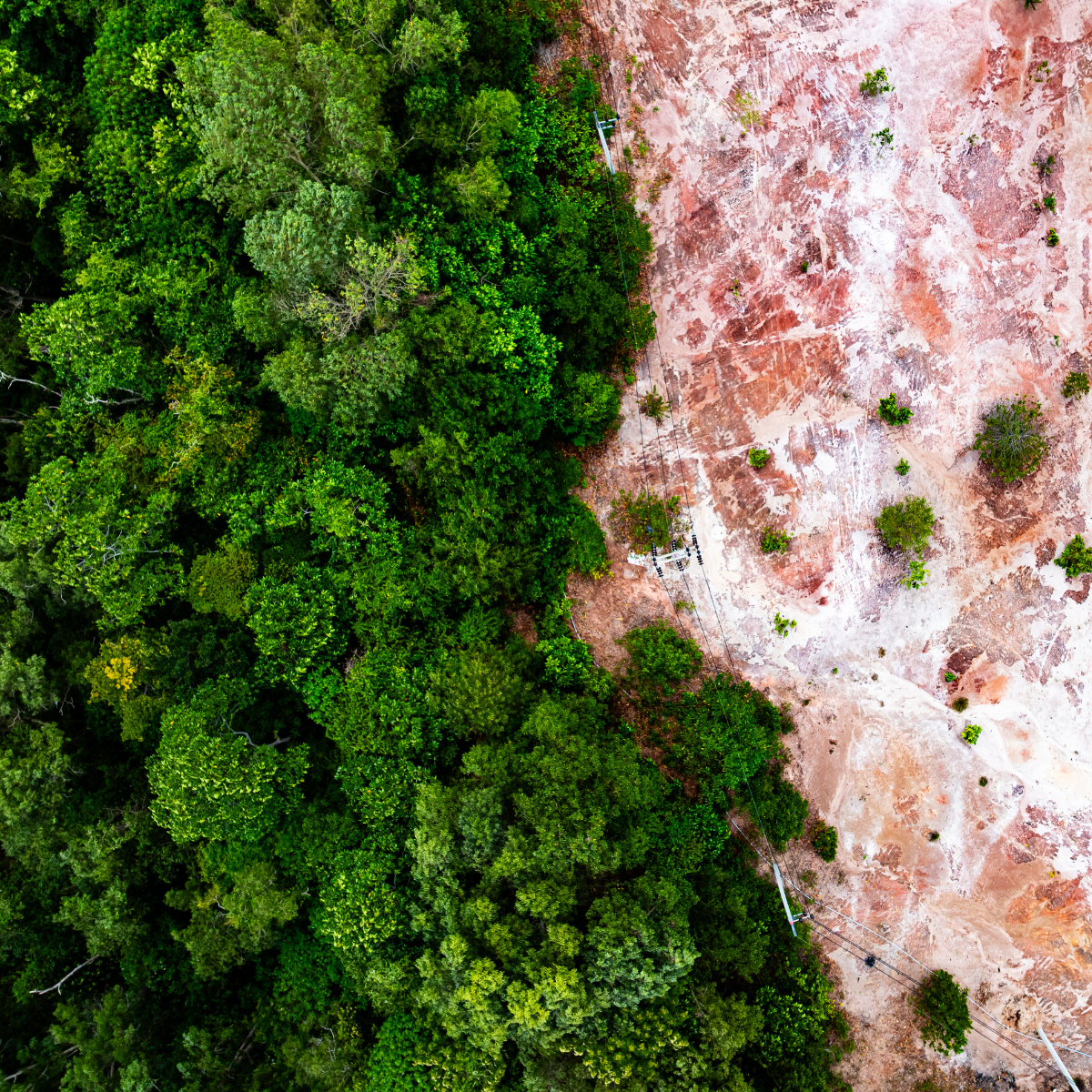 100 trees lost every minute due to EU consumption - new WWF research | WWF