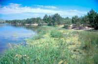 Restored floodplain areas would have limited flooding on Lower Danube | WWF