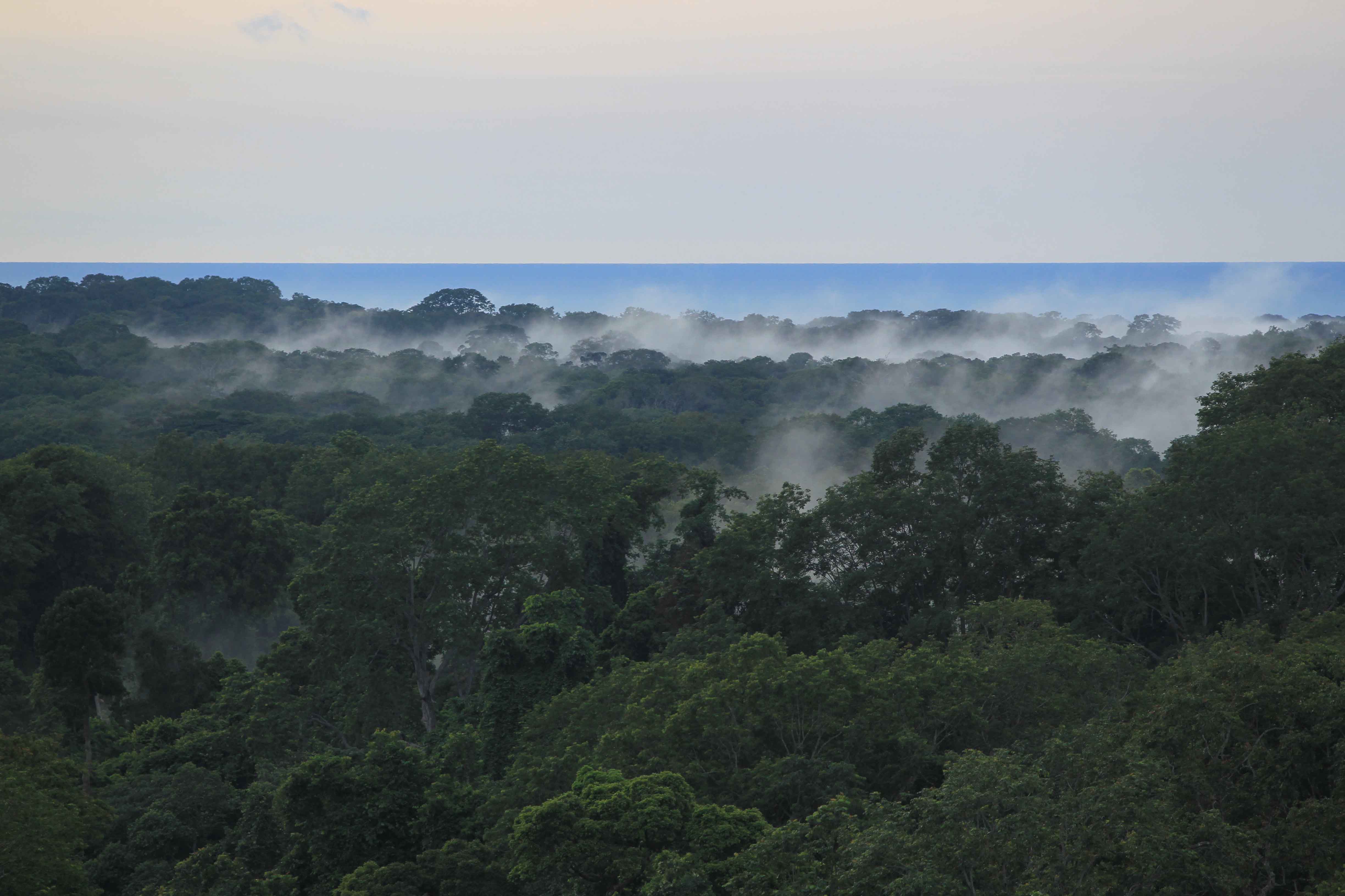 Music of the forest: a way forward for Gabon’s cooperation with China | WWF