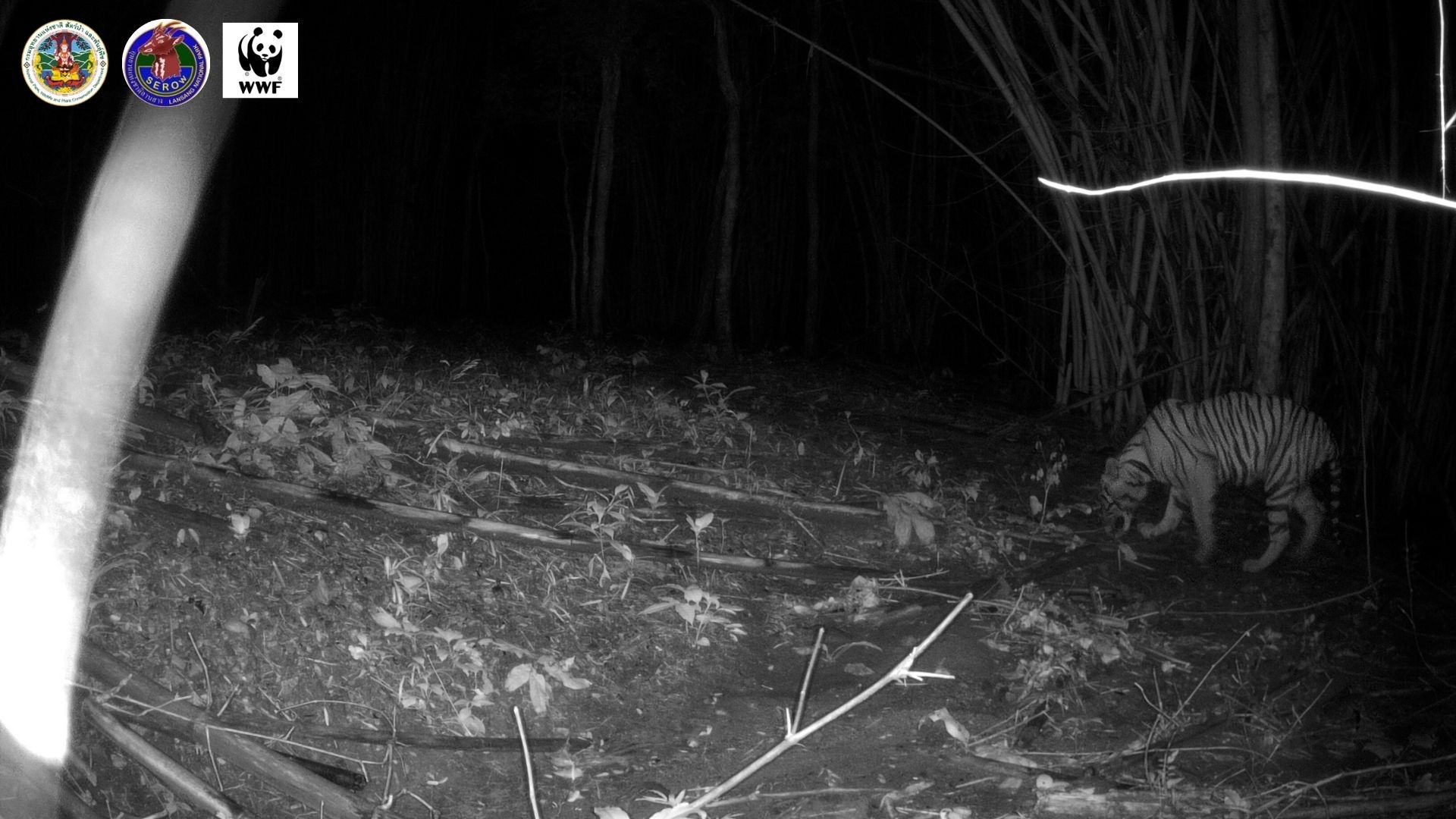 The tiger cub bringing new hope to Thailand’s forests | WWF
