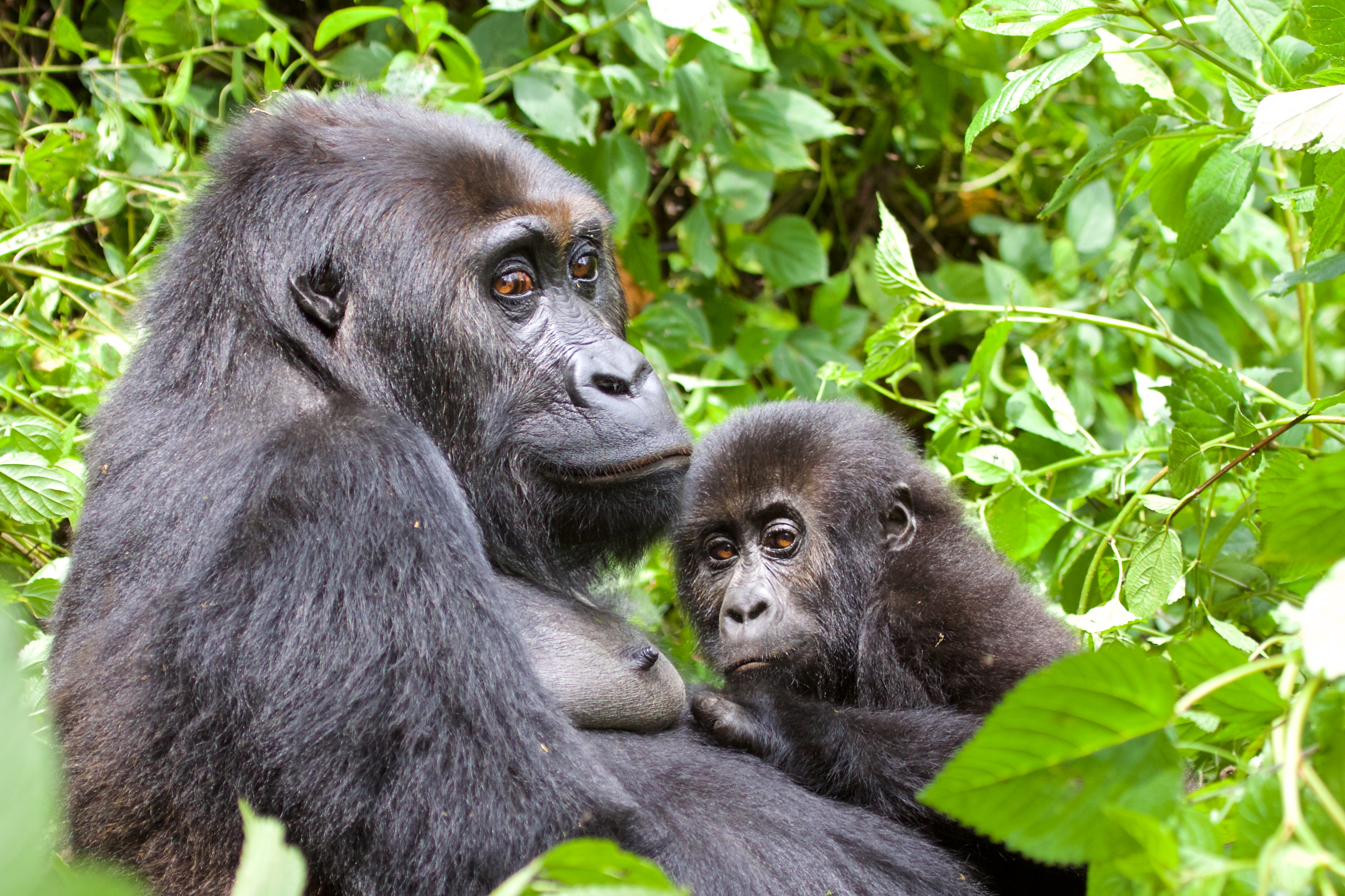 Grauer's Gorilla one step closer to extinction | WWF