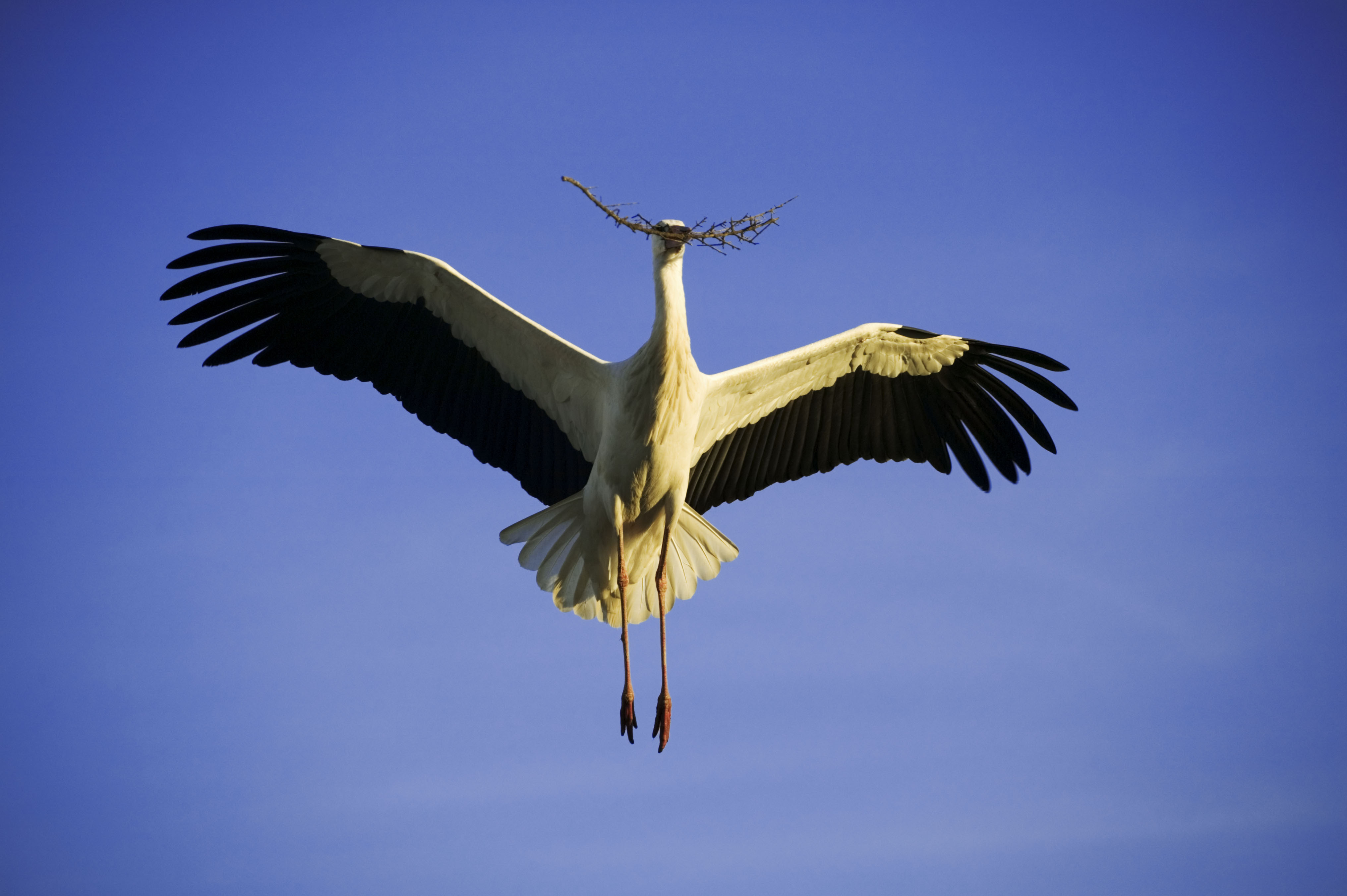 Nature without borders | WWF