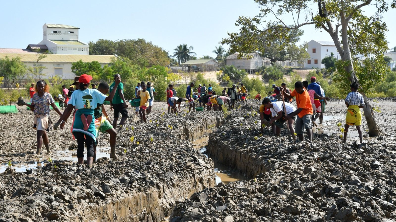 Let's make mangroves a sustainable solution to climate change! | WWF