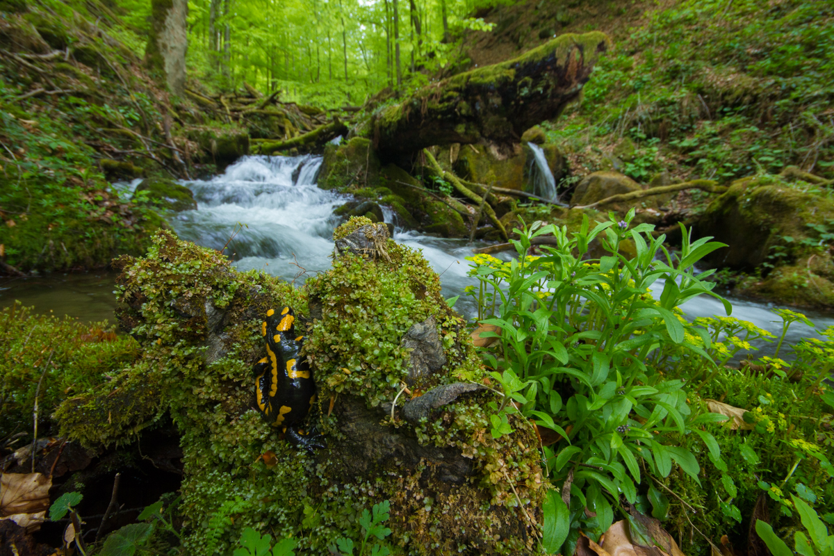 Virgin Forests: WWF Saving the Last Remaining in Europe, Part 1 | WWF