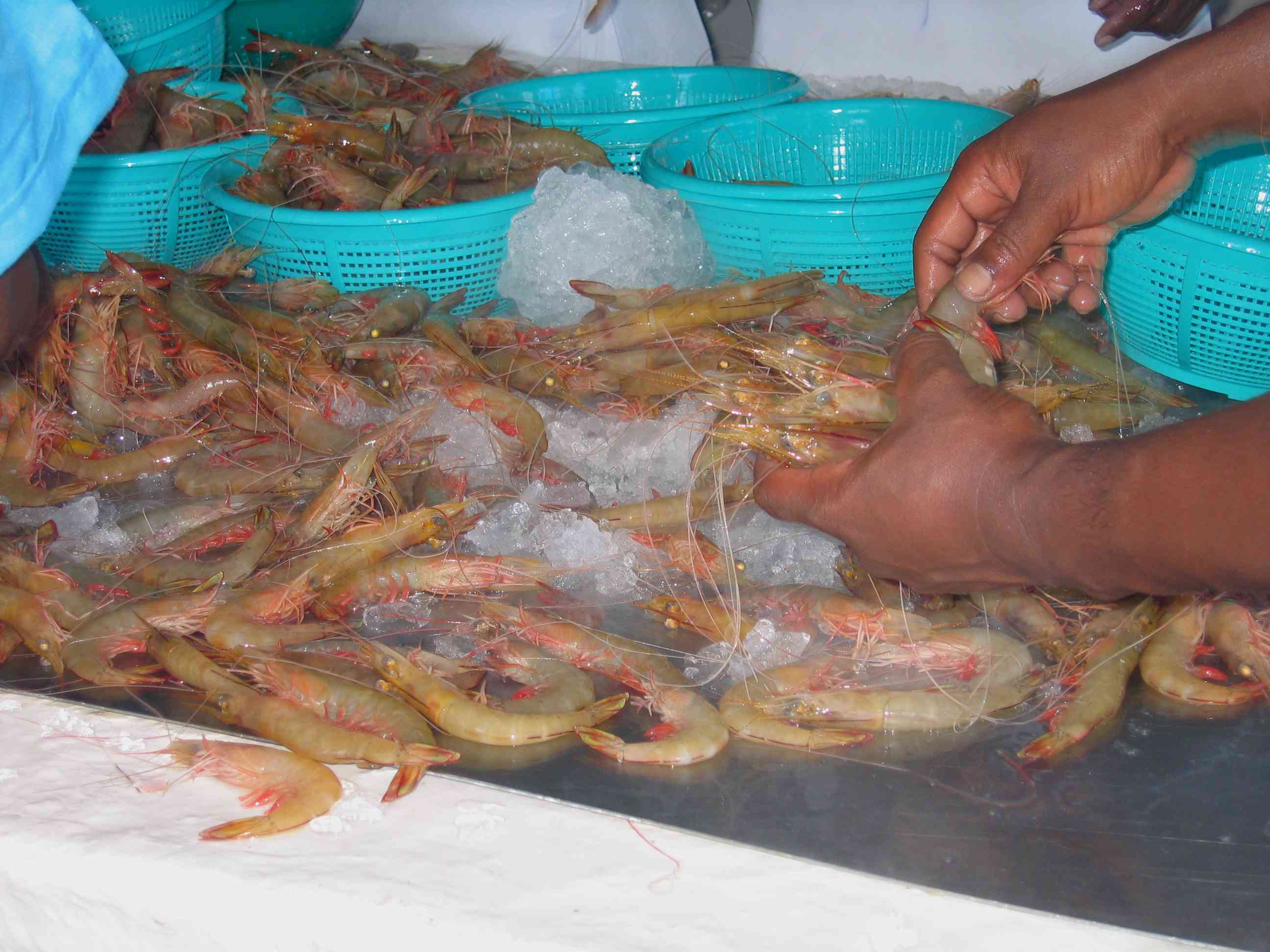 Strengthening Madagascar’s Shrimp Industry | WWF