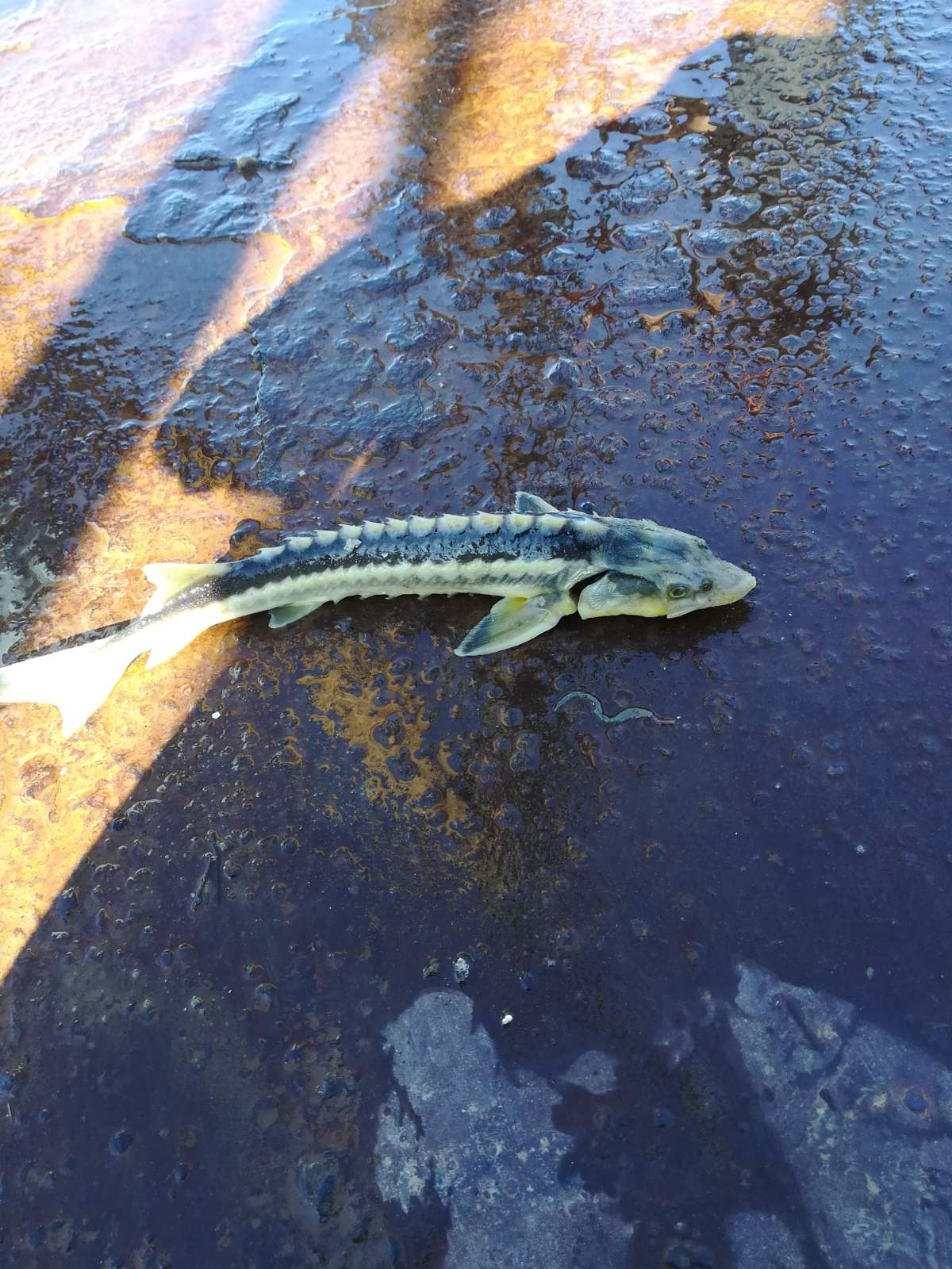 Collaborating with Fishermen gets Crucial to the Danube Sturgeons ...