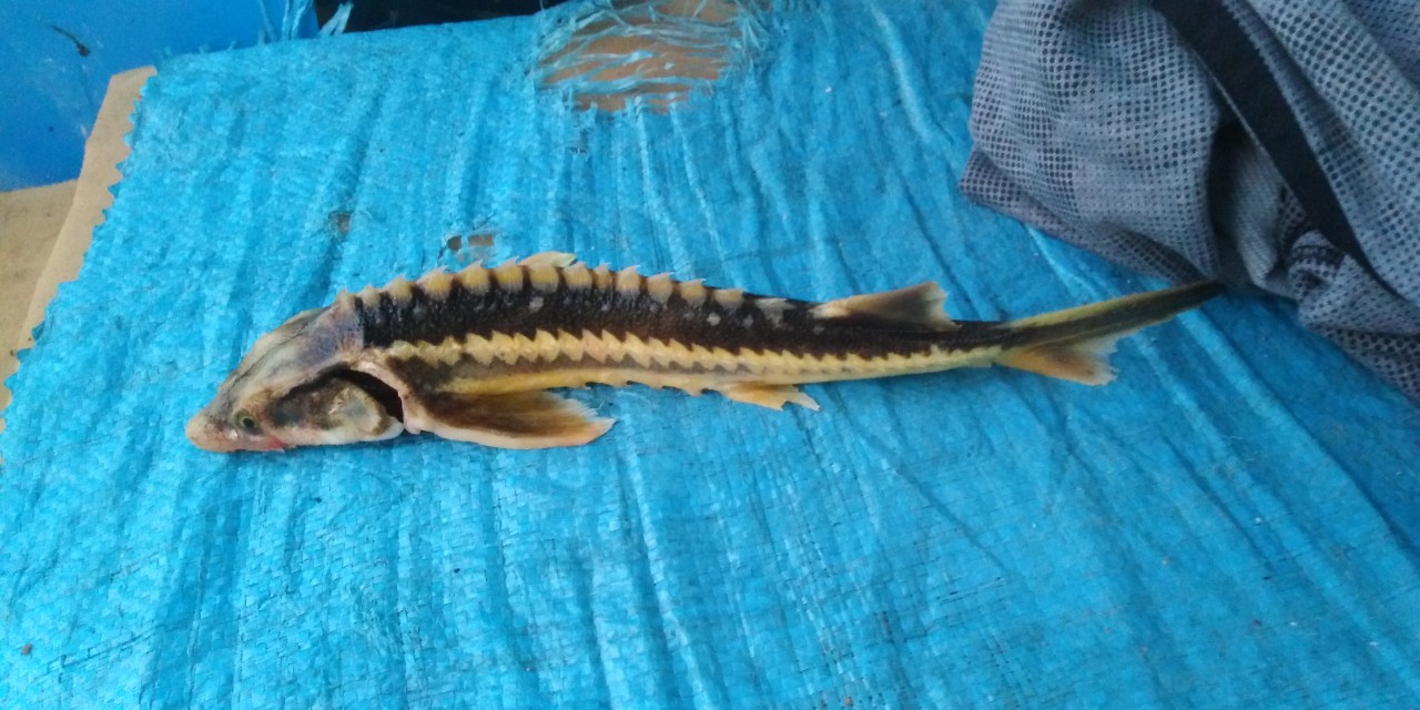 Collaborating with Fishermen gets Crucial to the Danube Sturgeons ...