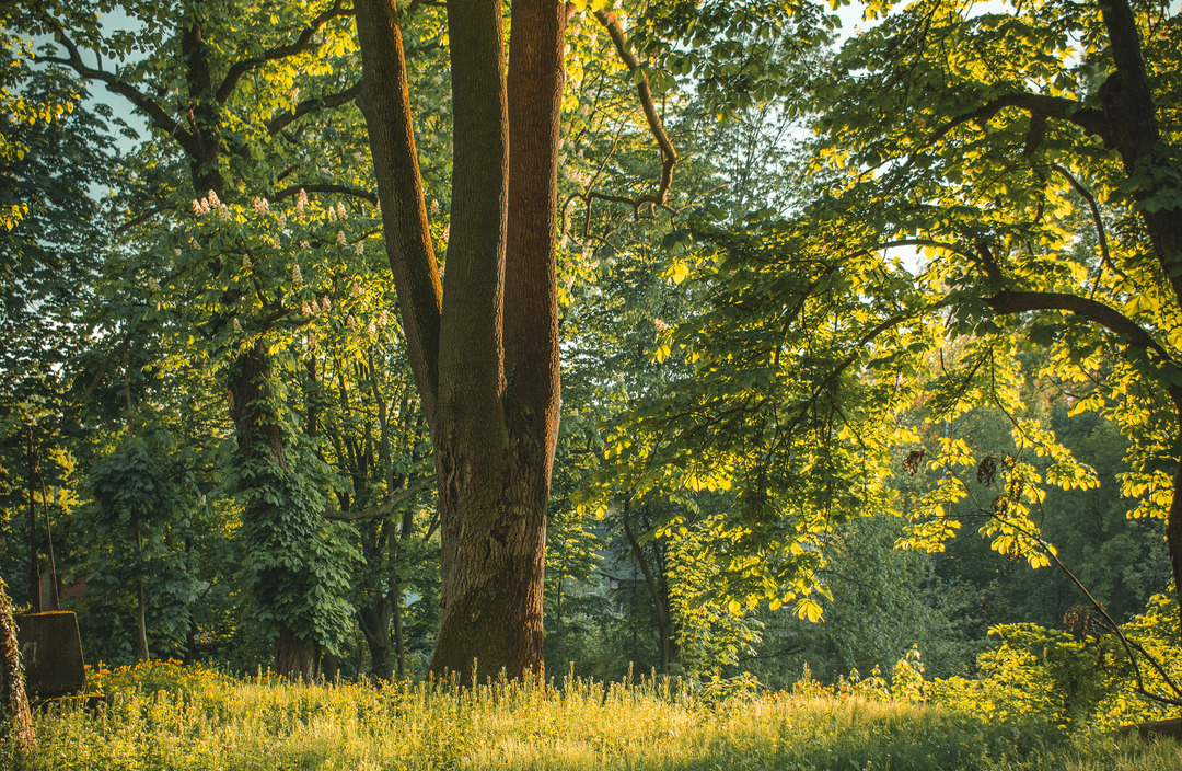 High Conservation Values matter in wartime in Ukraine | WWF