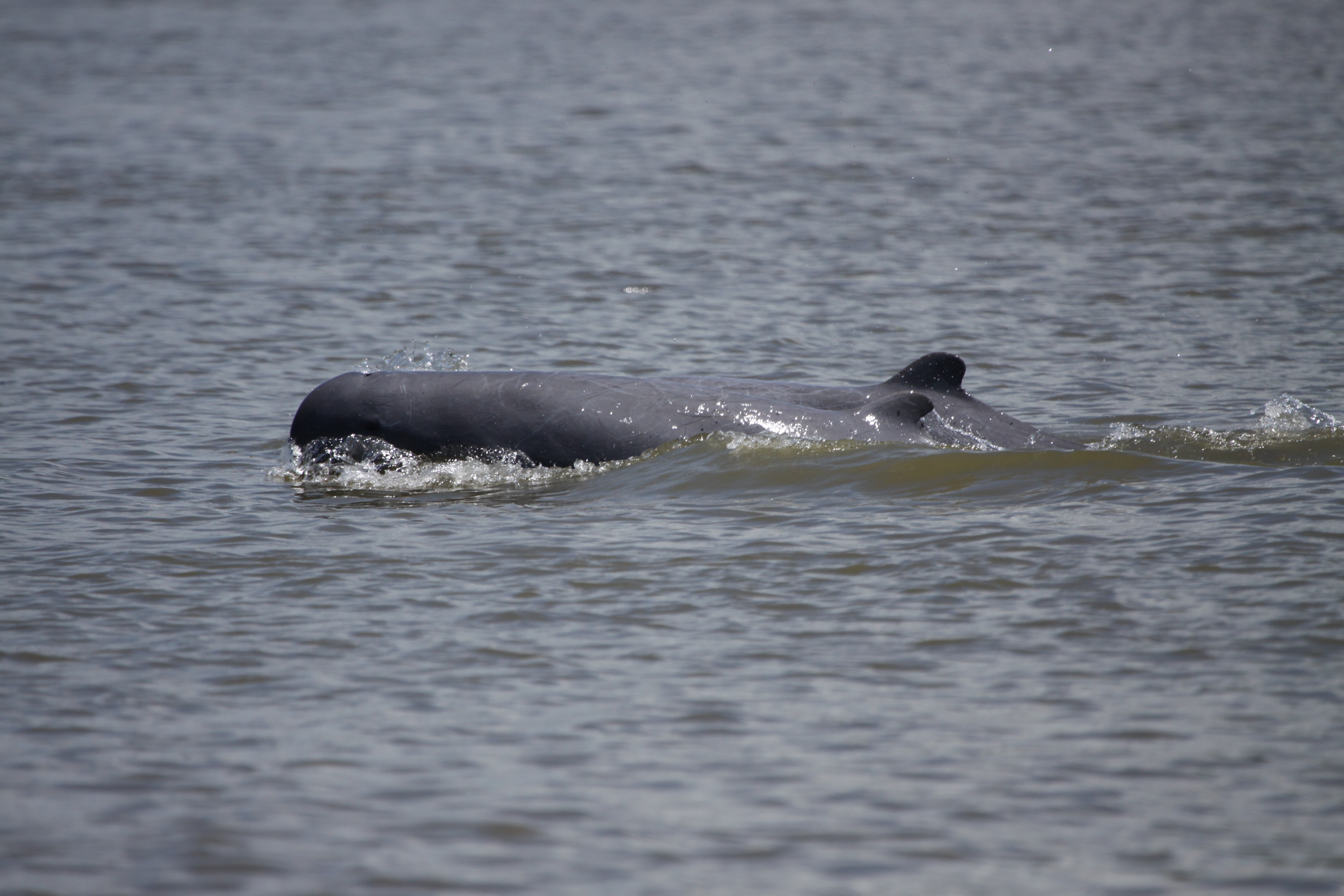 Urgent action needed to avoid extinction of Mekong dolphins | WWF