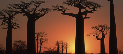 The ‘Plateau Mahafaly’ – wonderful Baobab land | WWF