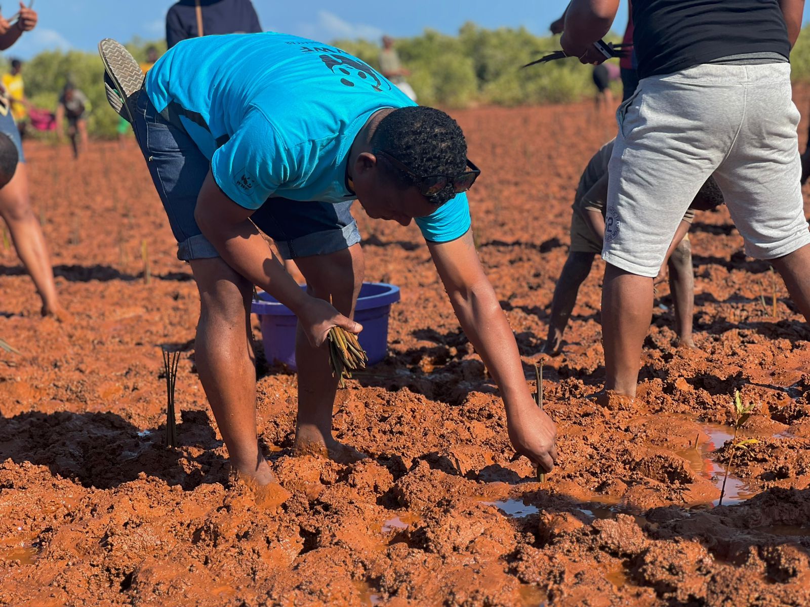 Mangroves, racines de vie : 4 jours de mobilisation pour leur ...