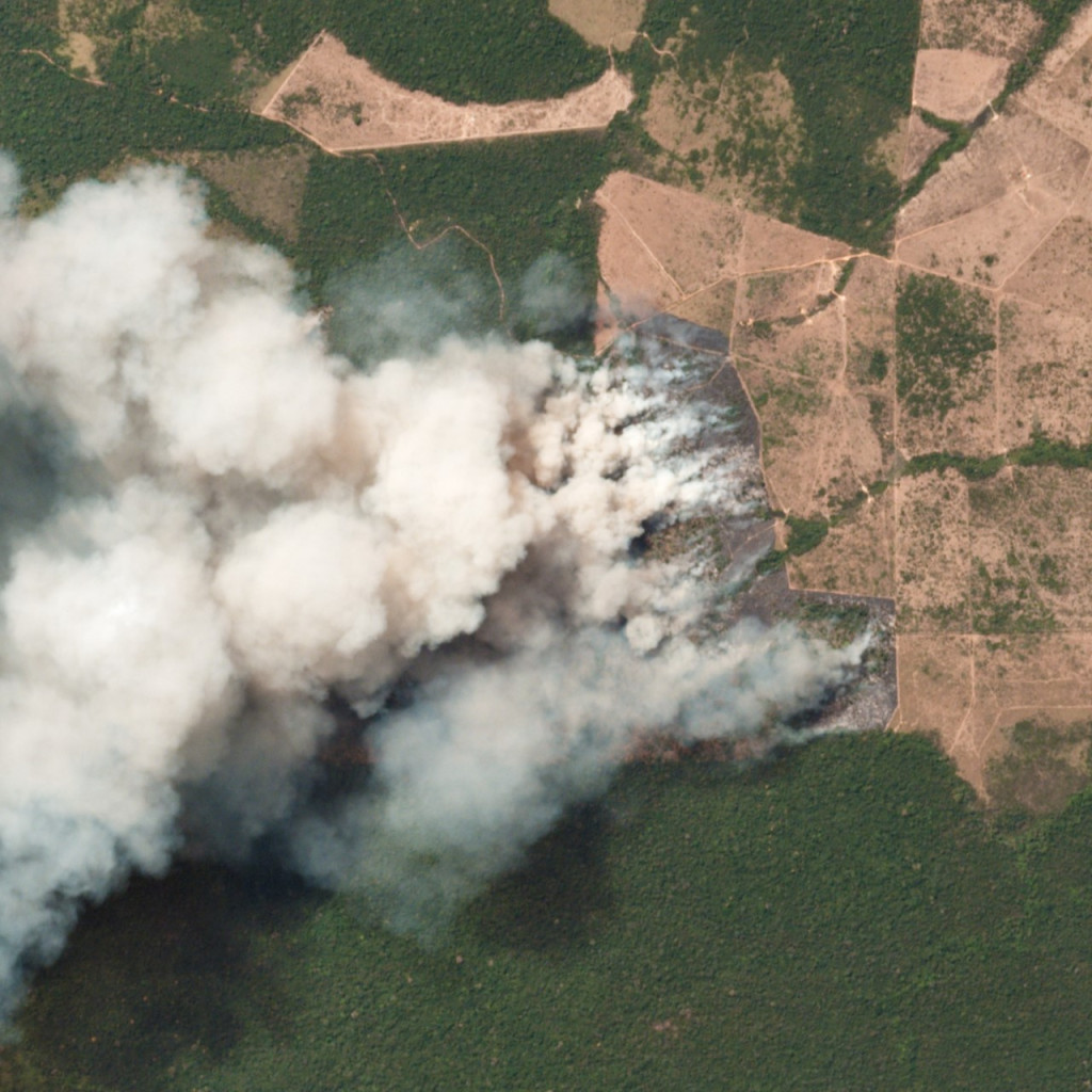 Declaración de WWF sobre los devastadores incendios forestales en la ...