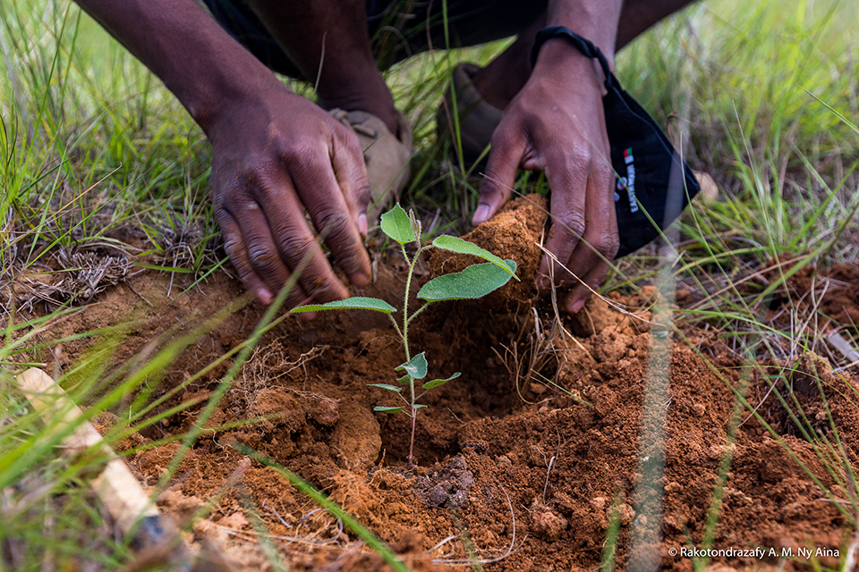This year, let's renew our commitment to reforestation | WWF