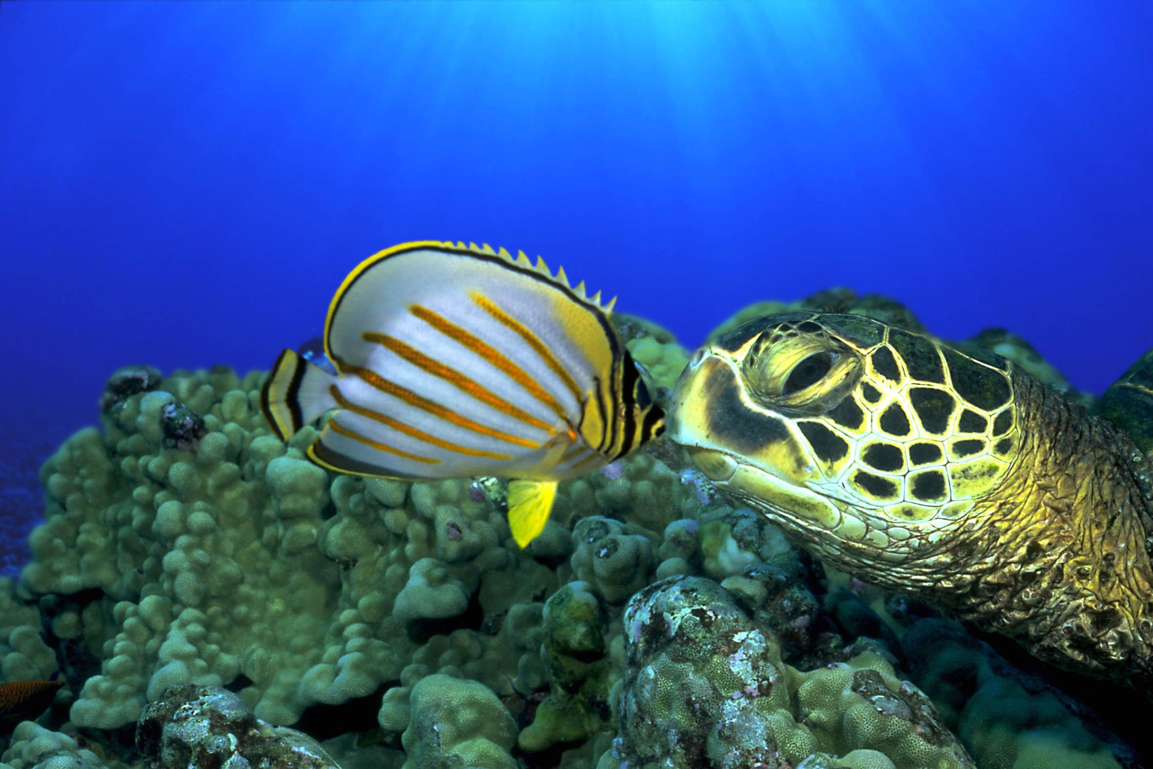EU to take bigger role in global effort to save oceans | WWF