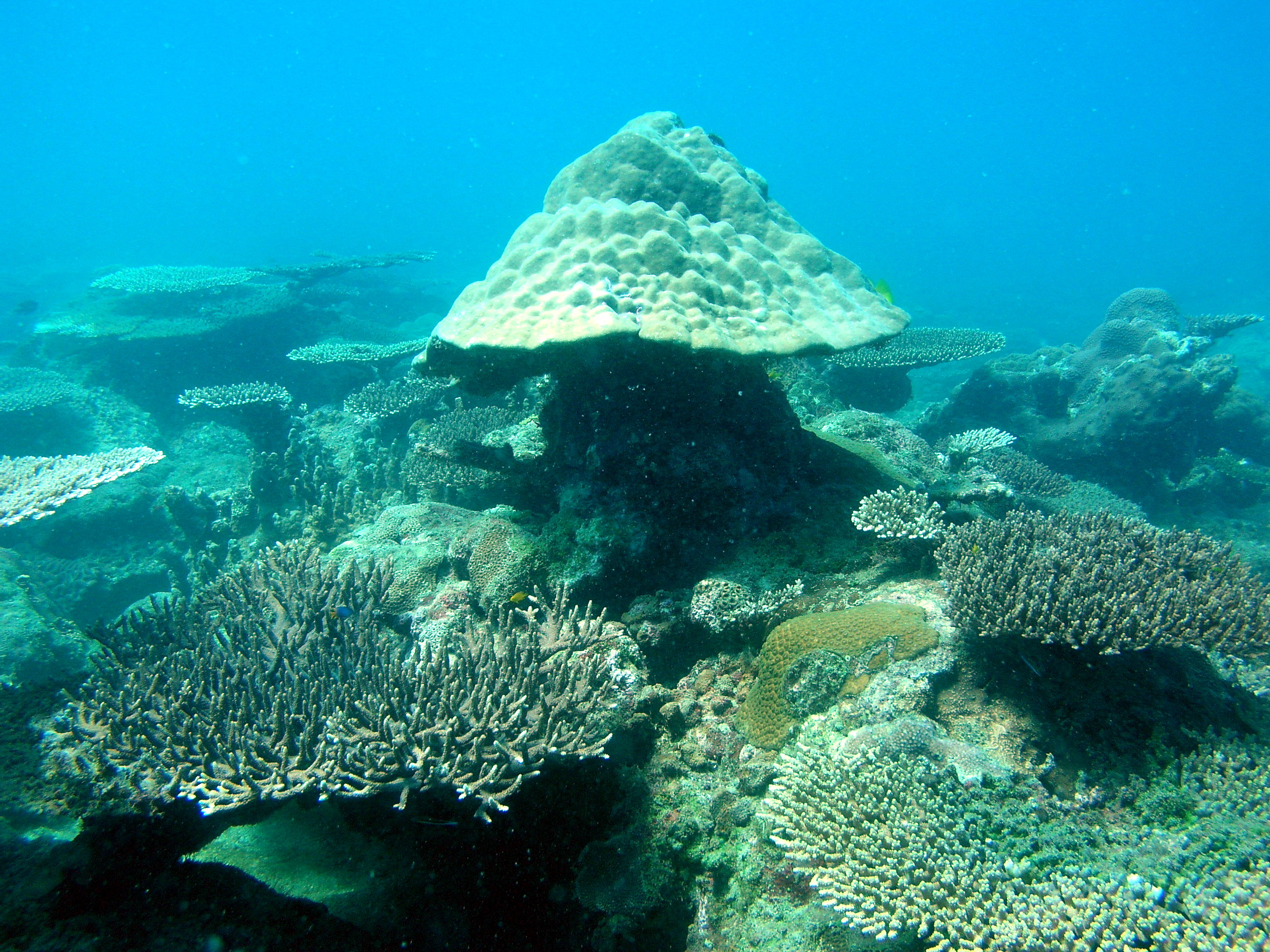 WWF discovers new coral reef in Thailand | WWF