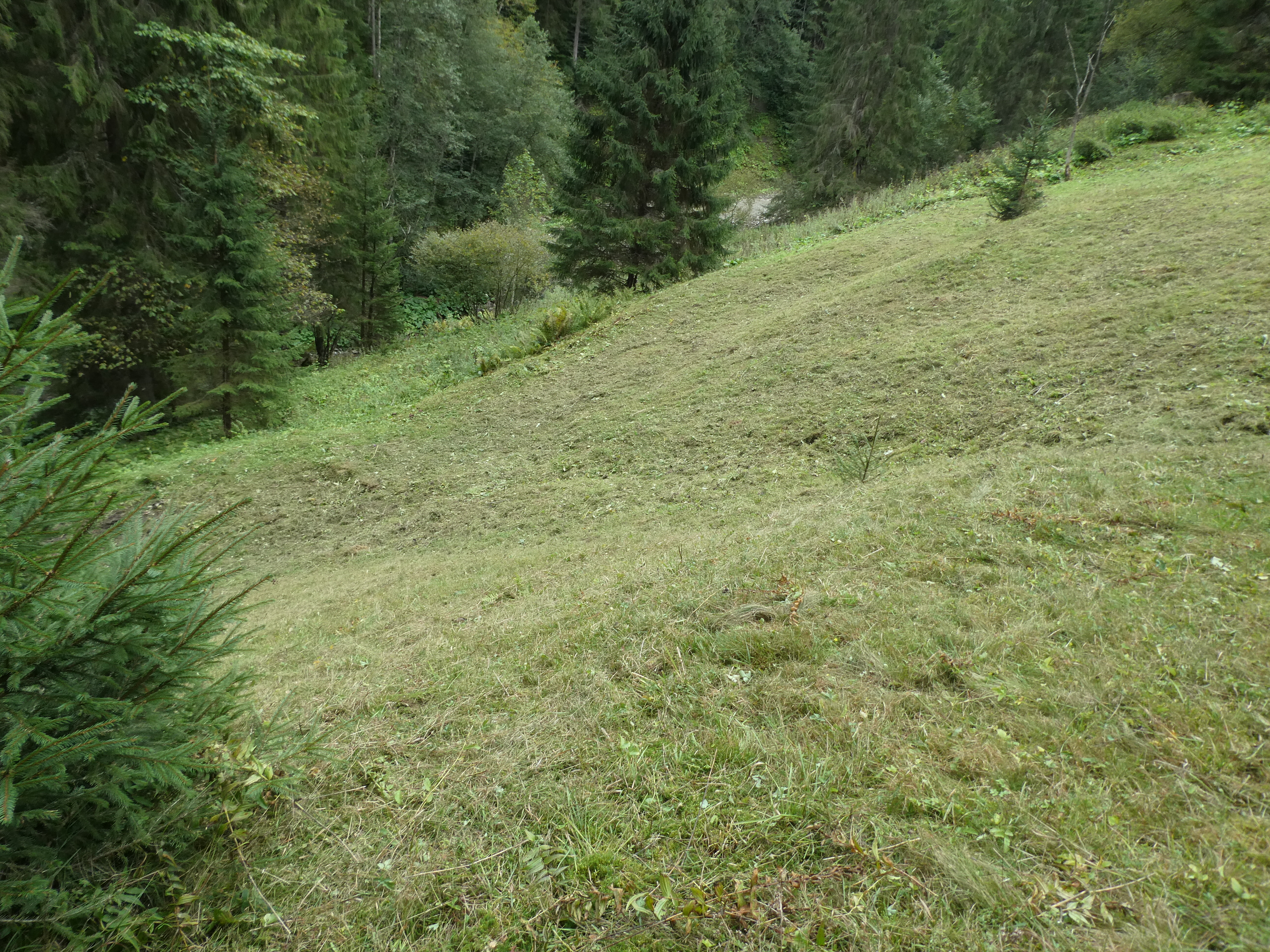 Їдальня для ведмедів та дім для оленів: WWF-Україна відновлює у ...