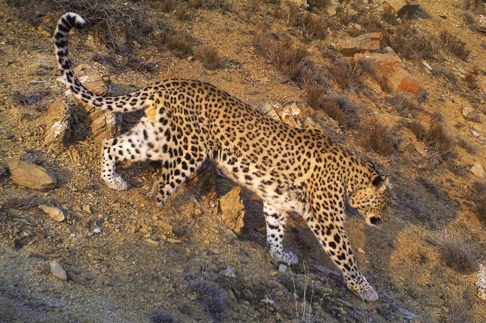 Leopards with amputated legs are found in the Caucasus | WWF