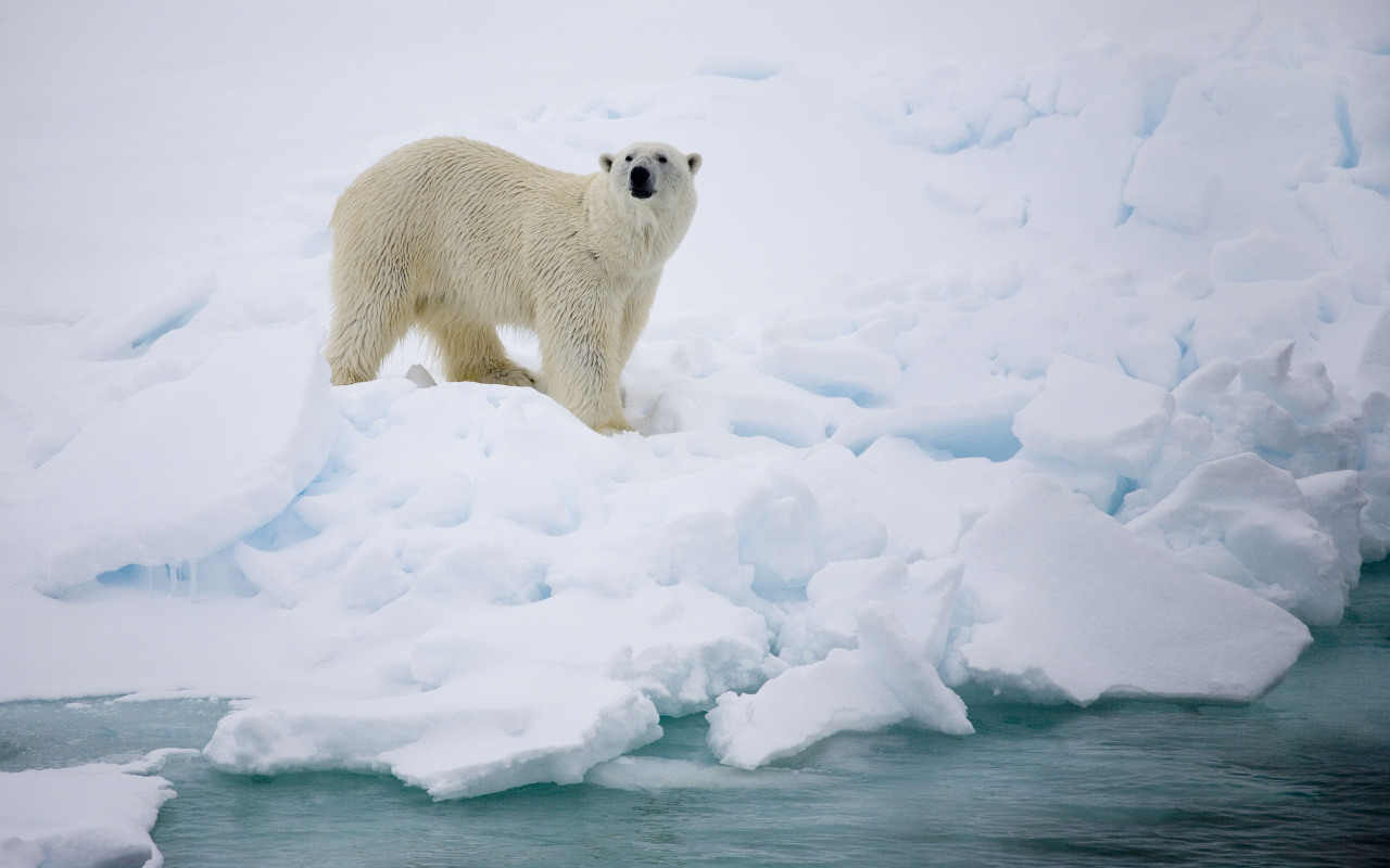 Declining ice pressures Arctic wildlife | WWF