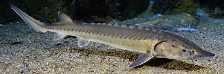 Launch of Action Plan for European sturgeon in the Rhine | WWF