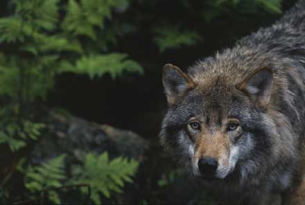 Sweden unleashes 6 747 hunters onto 20 wolves tomorrow | WWF