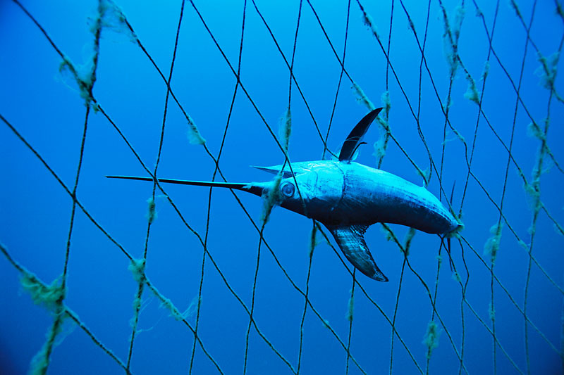WWF welcomes new recovery plan for the Mediterranean swordfish, but ...