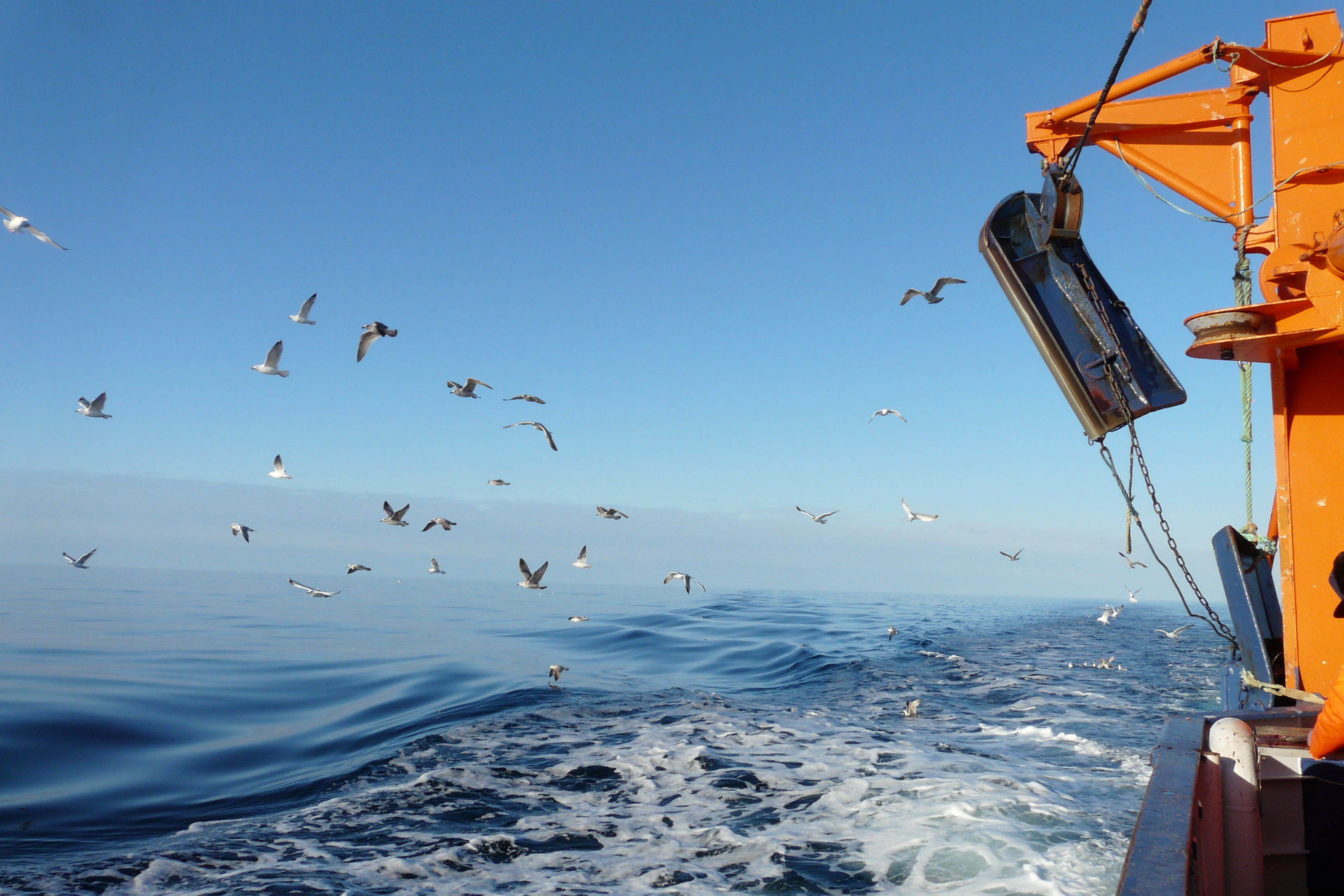 EU Commission ignores scientific advice on Baltic wild salmon catch | WWF
