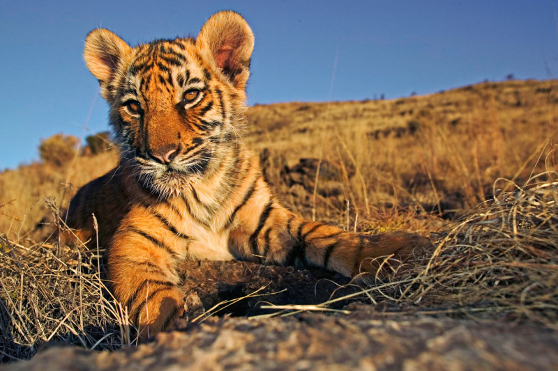 India's tigers come roaring back according to new report | WWF