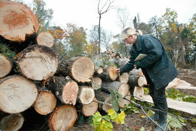 Russia’s sustainable forestry revolution | WWF