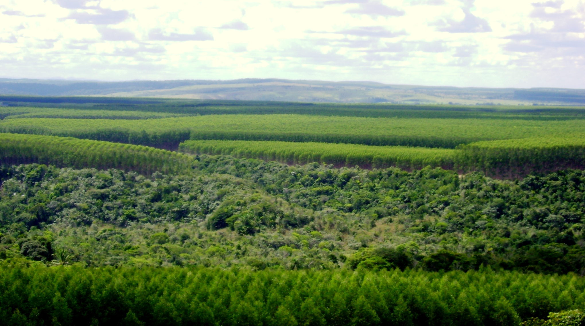 New Generations Plantations Project - Synthesis Report 2007 - 2009 | WWF
