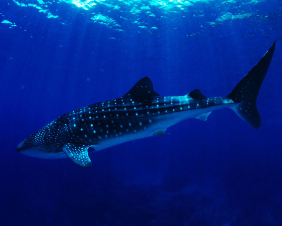 A second chance for a trapped whale shark | WWF
