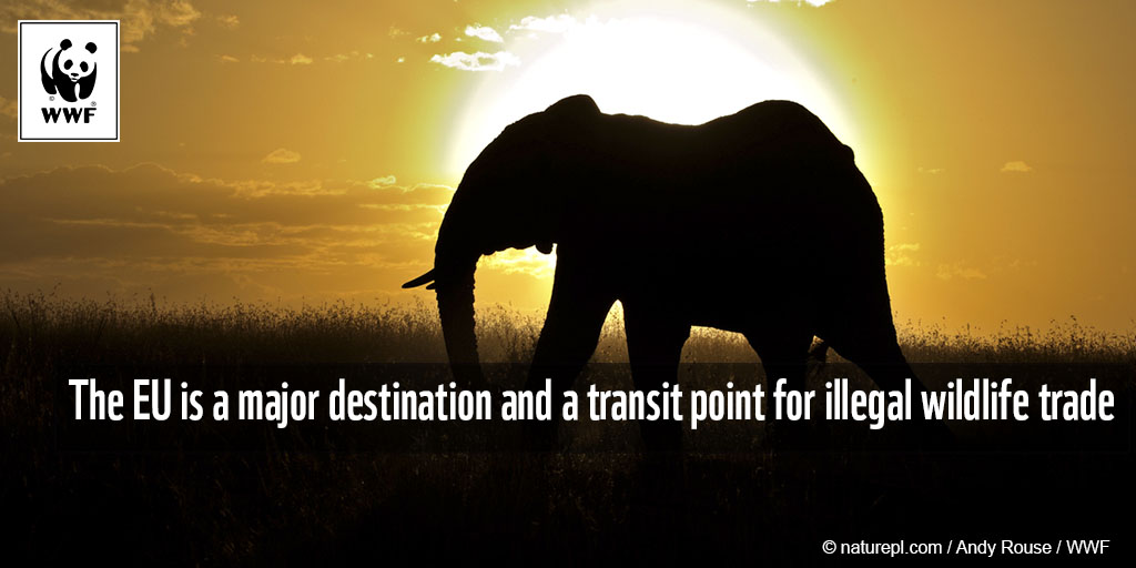 EU Parliament urges bolder action to end illegal wildlife trade | WWF