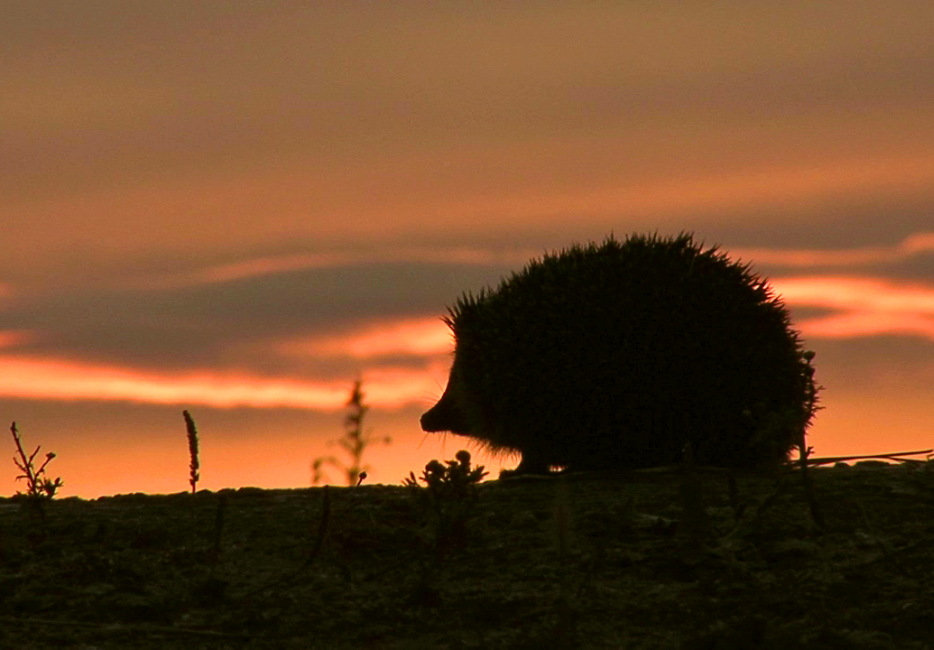 WWF стартира кампанията си „Абонирай се за природата“ | WWF
