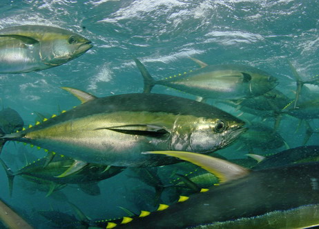 Atum rabilho do Atlântico: WWF recomenda cautela contra o excesso de ...