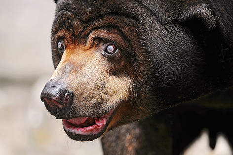 Sun Bear | WWF